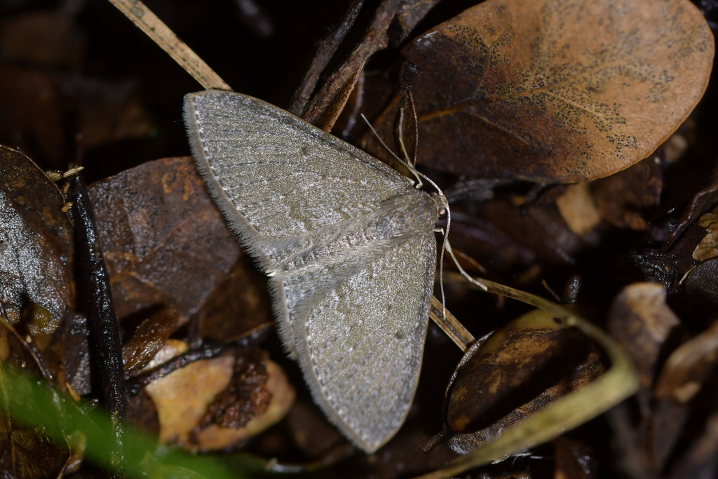 Native cranberry moth from Carrington, New Zealand on June 24, 2022 at ...
