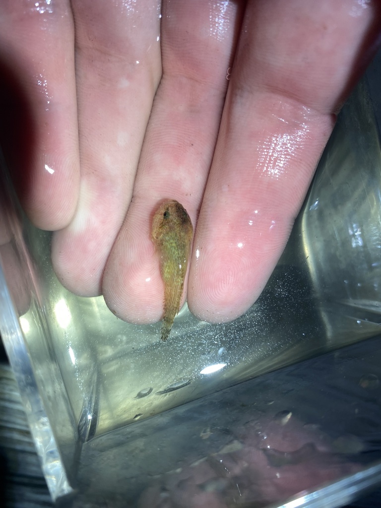 Skilletfish from Crab Alley Bay, Chester, MD, US on June 26, 2022 at 09 ...