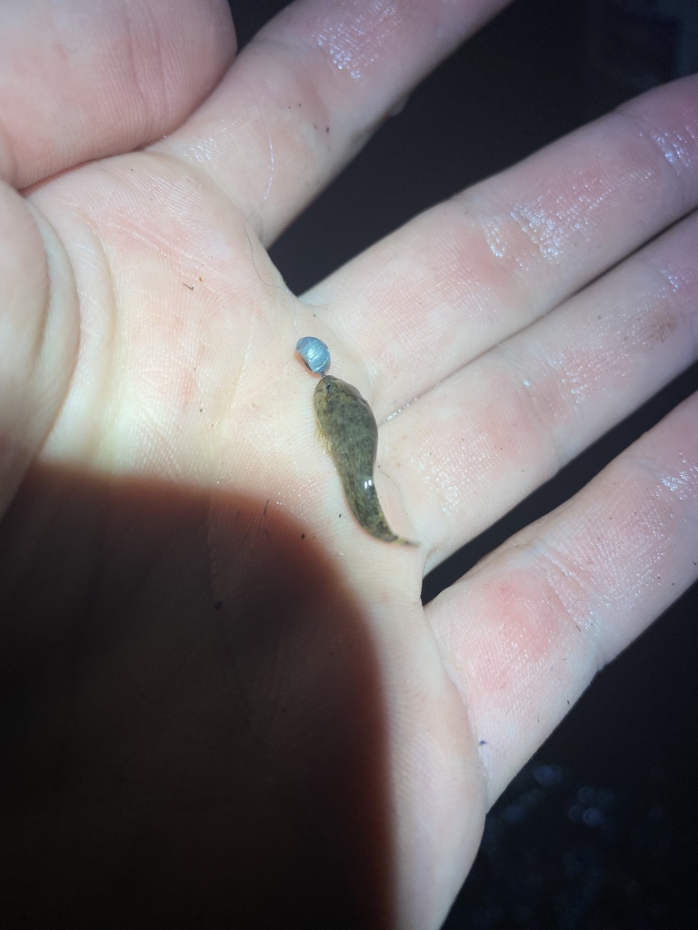 Skilletfish from Crab Alley Bay, Chester, MD, US on June 26, 2022 at 09 ...