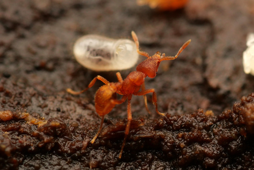 mutica-group Mustache Ants (Complex Strumigenys mutica) · iNaturalist