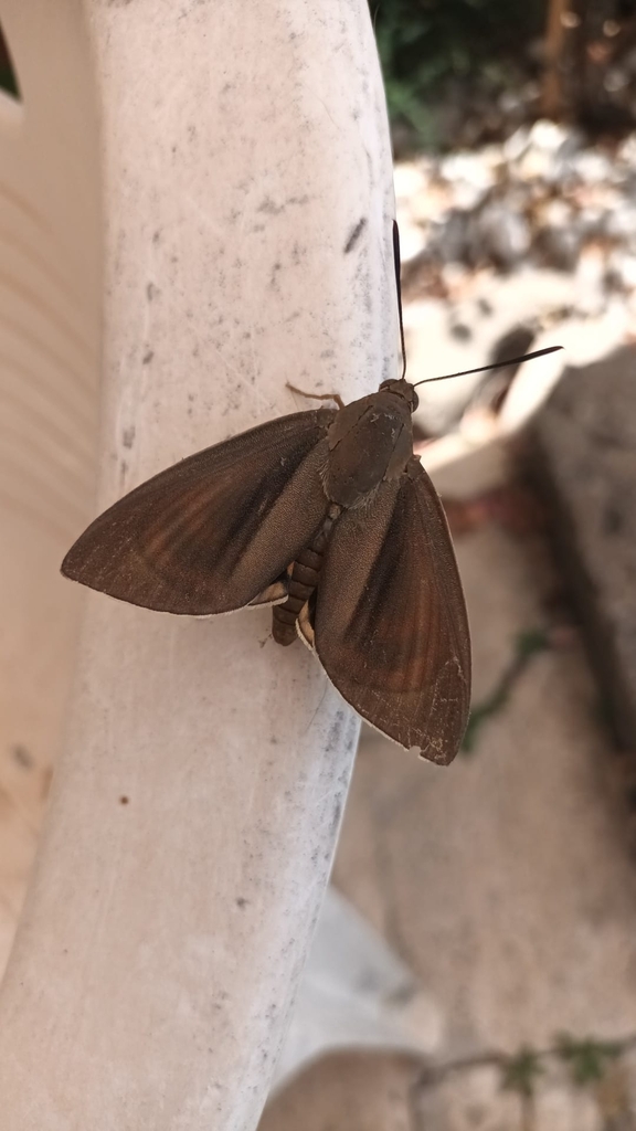 Palm Moth from 03010 Serrone FR, Italia on June 27, 2022 by Flavio ...