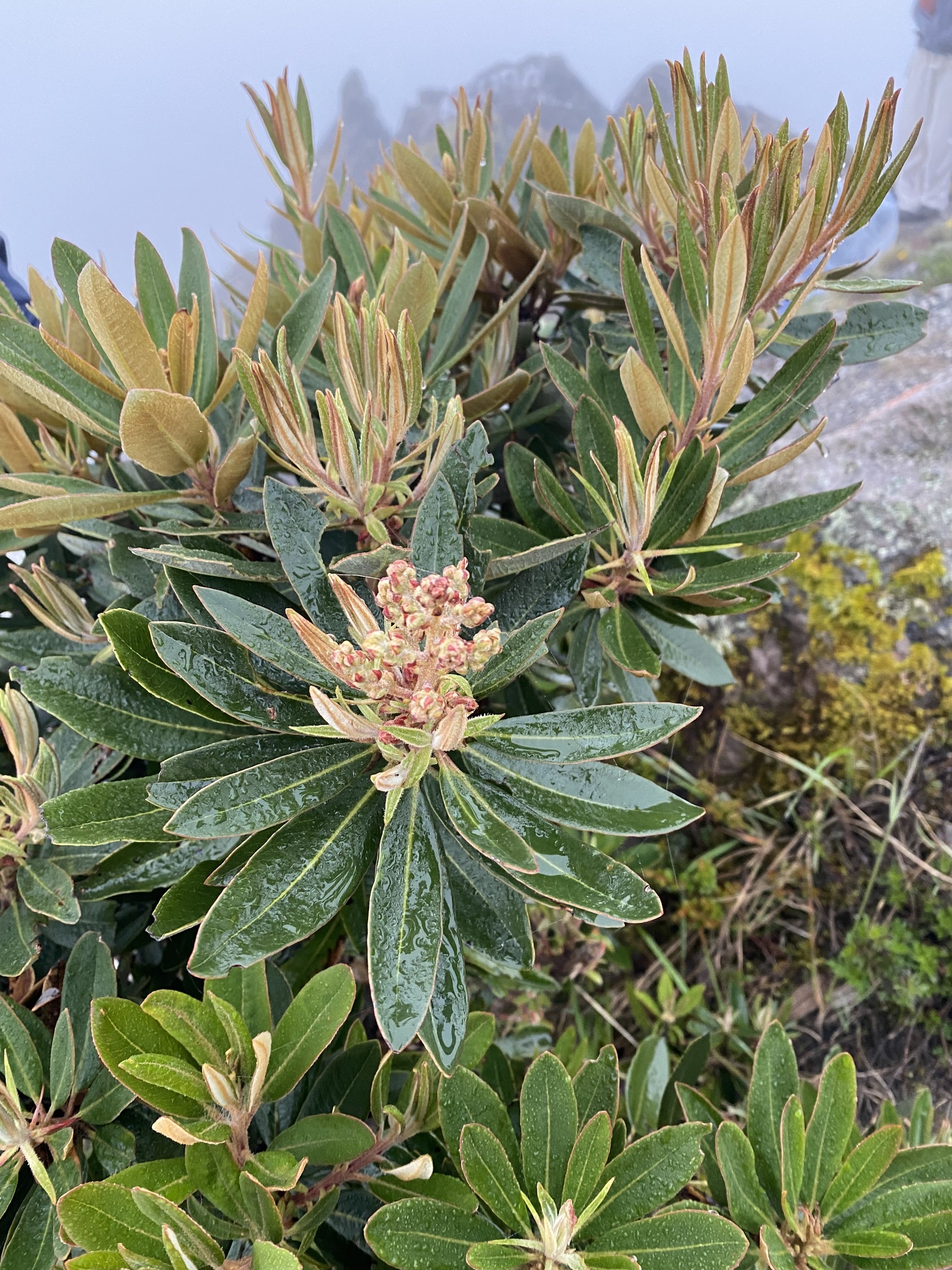 STRI Research Portal Detailed Collection Record Information