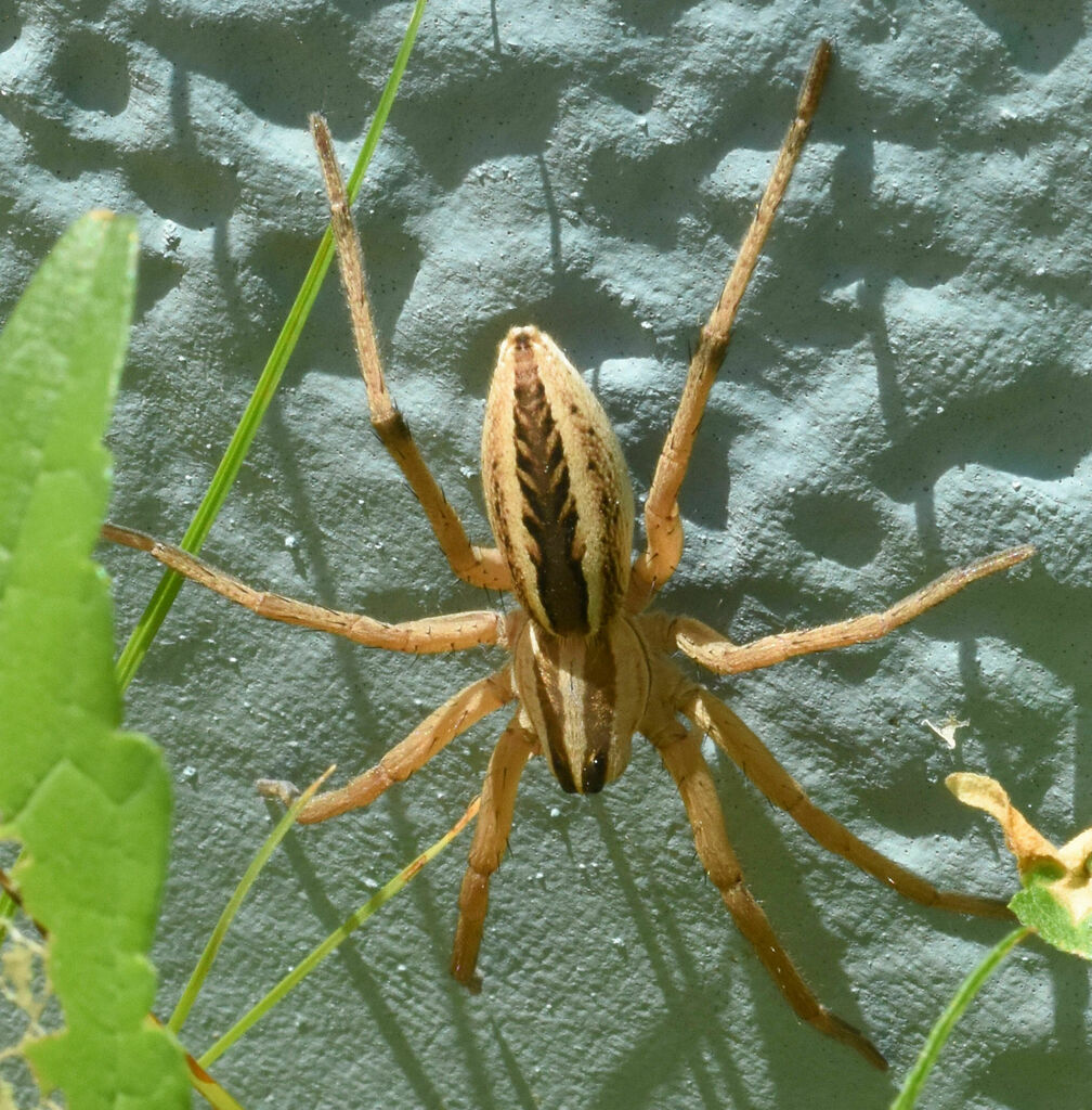 Rabid Wolf Spider from Milam County, TX, USA on June 19, 2022 at 09:56 ...