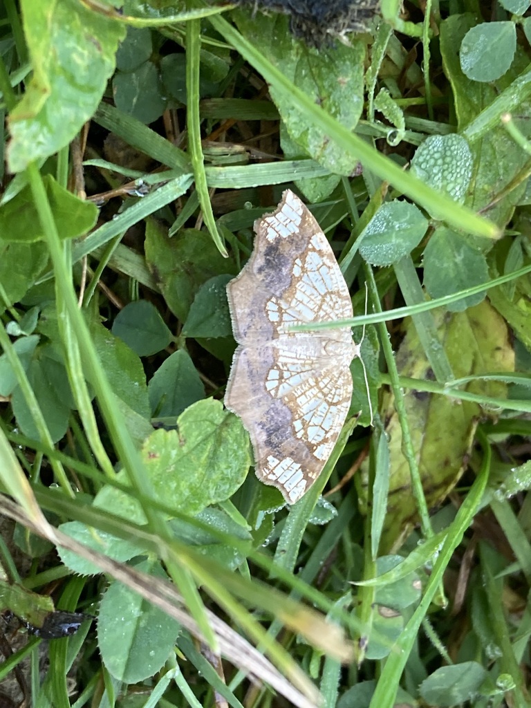 Horned Spanworm Moth from Cortland County, NY, USA on June 26, 2022 at ...