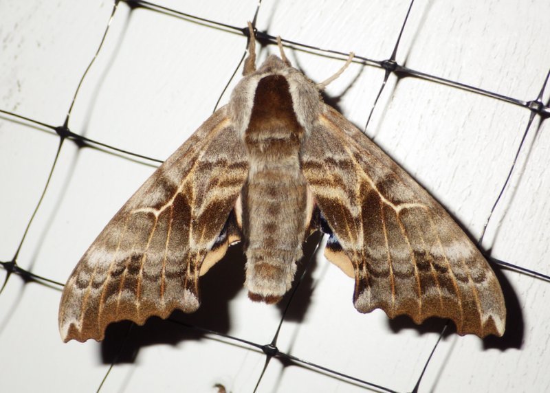 One-eyed Sphinx from Schuyler County, NY, USA on May 12, 2017 at 10:40 ...