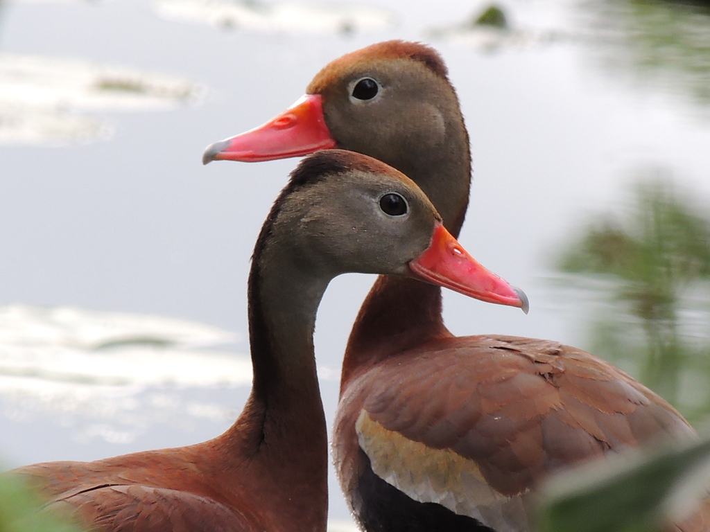 Whistling-Ducks (Animals of taranga Zoo captive) · iNaturalist
