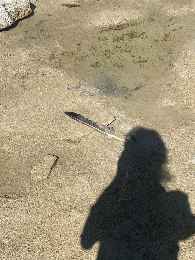 Gulls, Terns, and Skimmers from Paluxy River, Glen Rose, TX, US on June ...