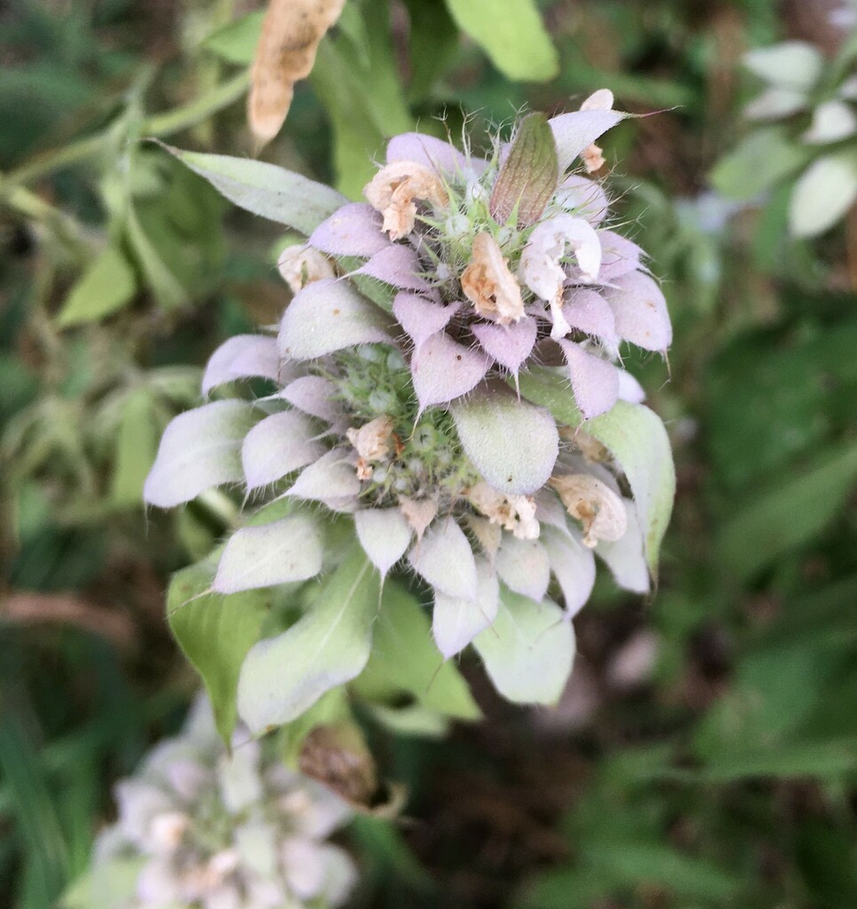 lemon beebalm in June 2022 by kwillard · iNaturalist