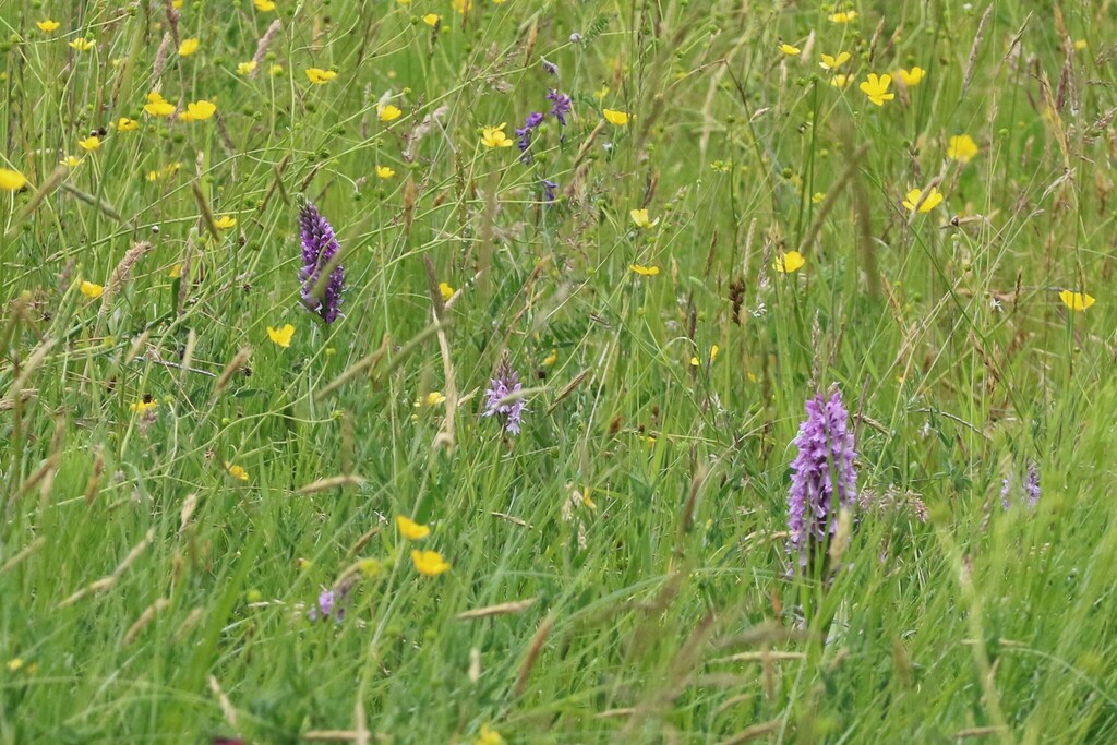 Southern Marsh-orchid from Lime Field, Alkrington Woods, Middleton ...