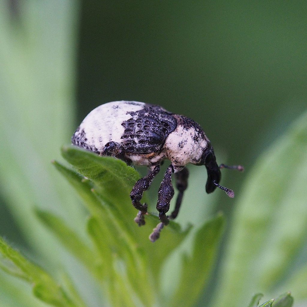 Sternuchopsis trifida from Itchoda, Mishima, Shizuoka 411-0025, Japan ...