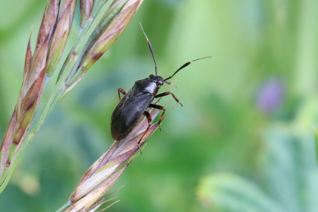 black plant bug from Gonfreville-l'Orcher, France on July 02, 2021 at ...
