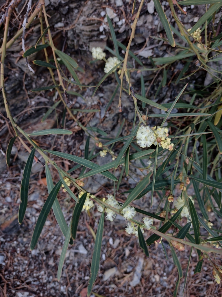 Sweet Wattle from Bakers Beach TAS 7307, Australia on June 22, 2022 at ...