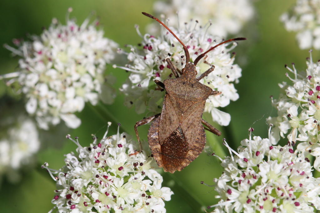 Dock Bug from Gonfreville-l'Orcher, France on June 14, 2021 at 10:19 AM ...