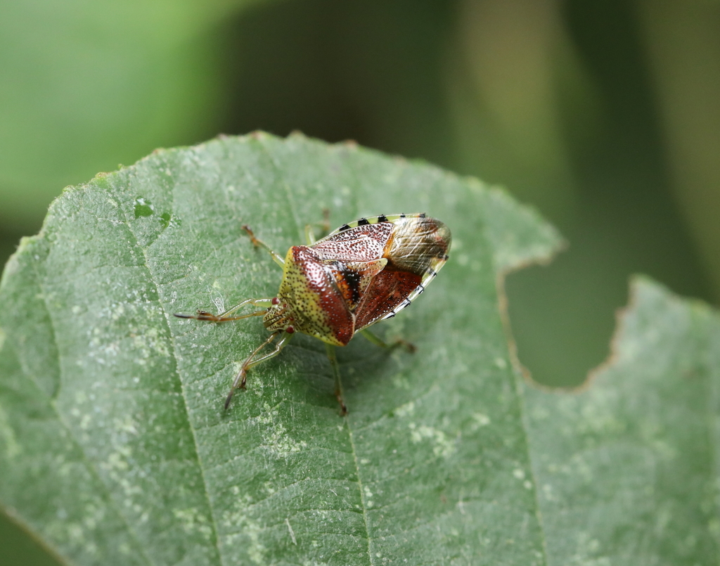 Parent Bug from Gonfreville-l'Orcher, France on October 07, 2021 at 02: ...
