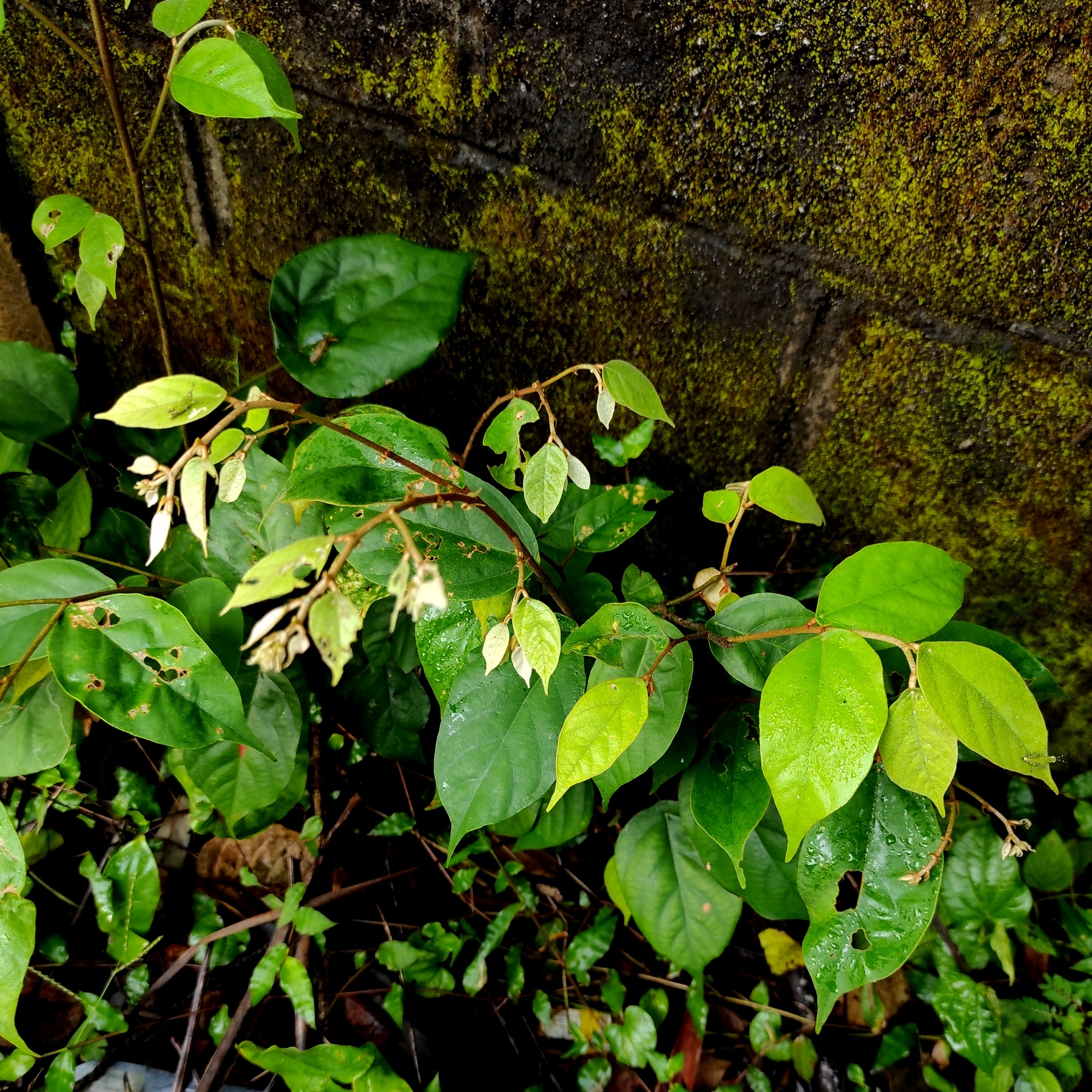 Pterospermum javanicum Jungh.