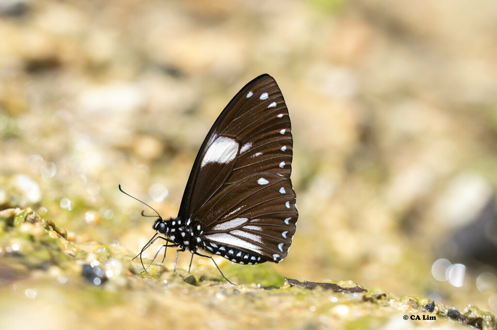 Great Blue Mime Swallowtail from Batu 20, Jalan Sungai Congkak, Kampung ...