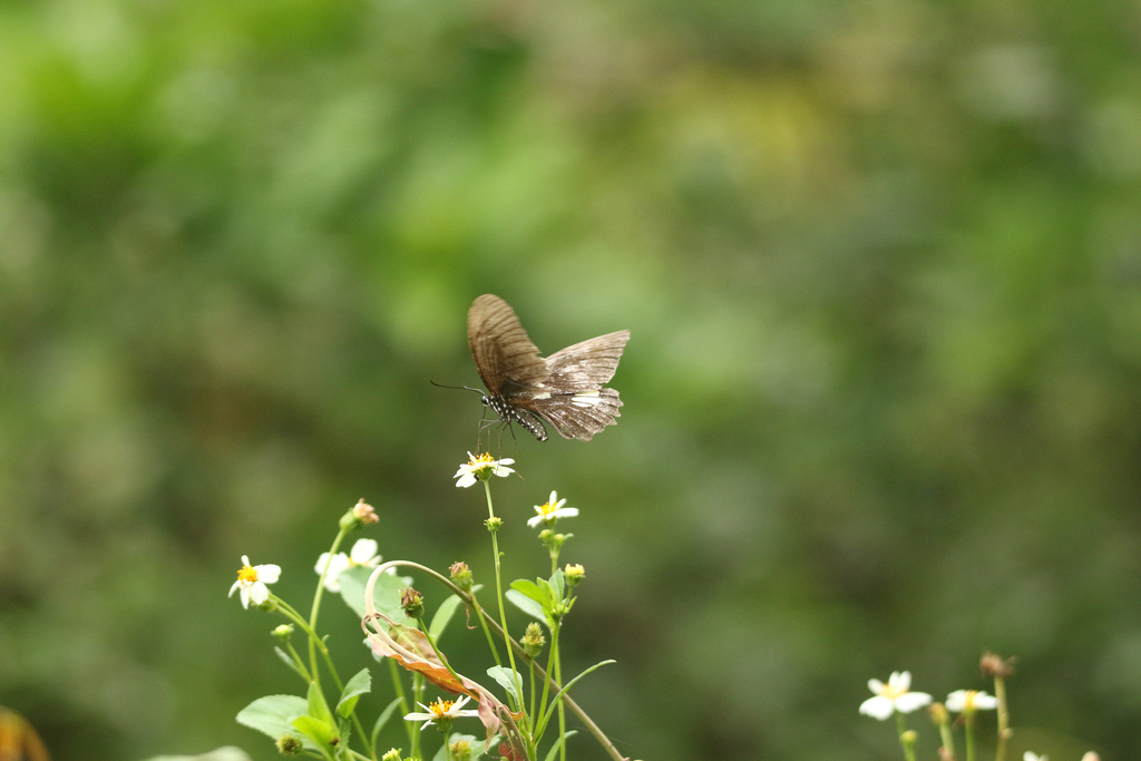 Papilio castor formosanus from 台灣雲林縣 on June 27, 2022 at 01:21 PM by ...
