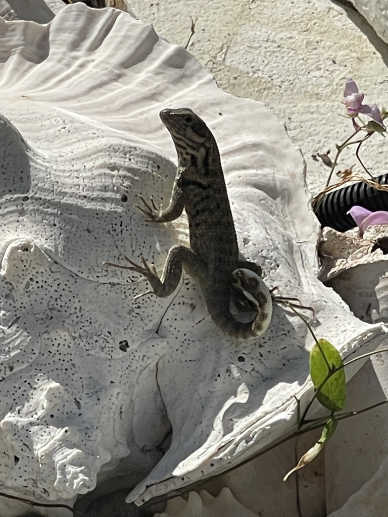 Northern Curly-tailed Lizard from Deer Point Road, Guantánamo, CU on ...