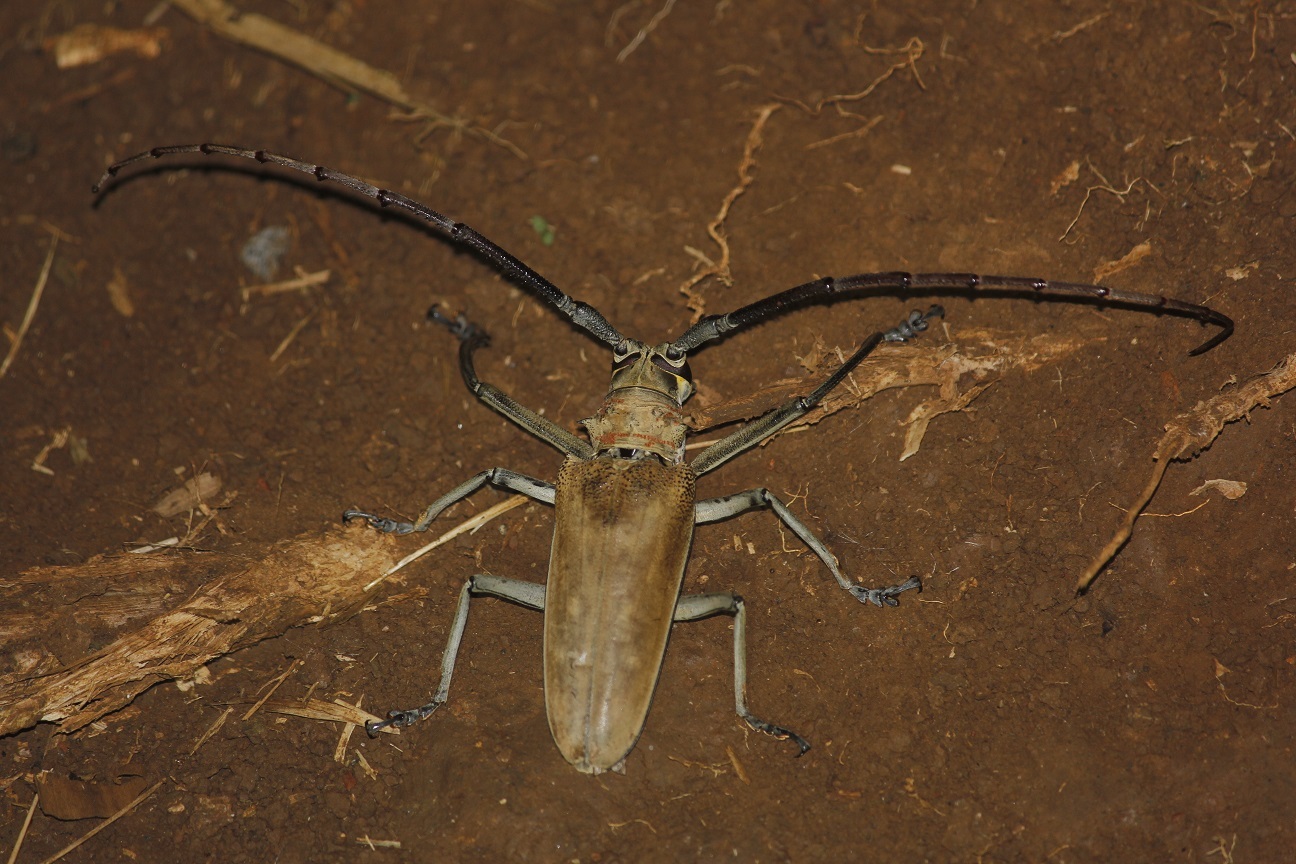 Batocera numitor Newman, 1842