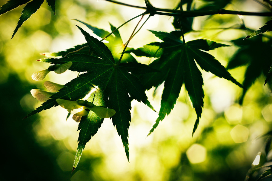 Downy Japanese Maple (Kenilworth Aquatic Garden Trees) · iNaturalist