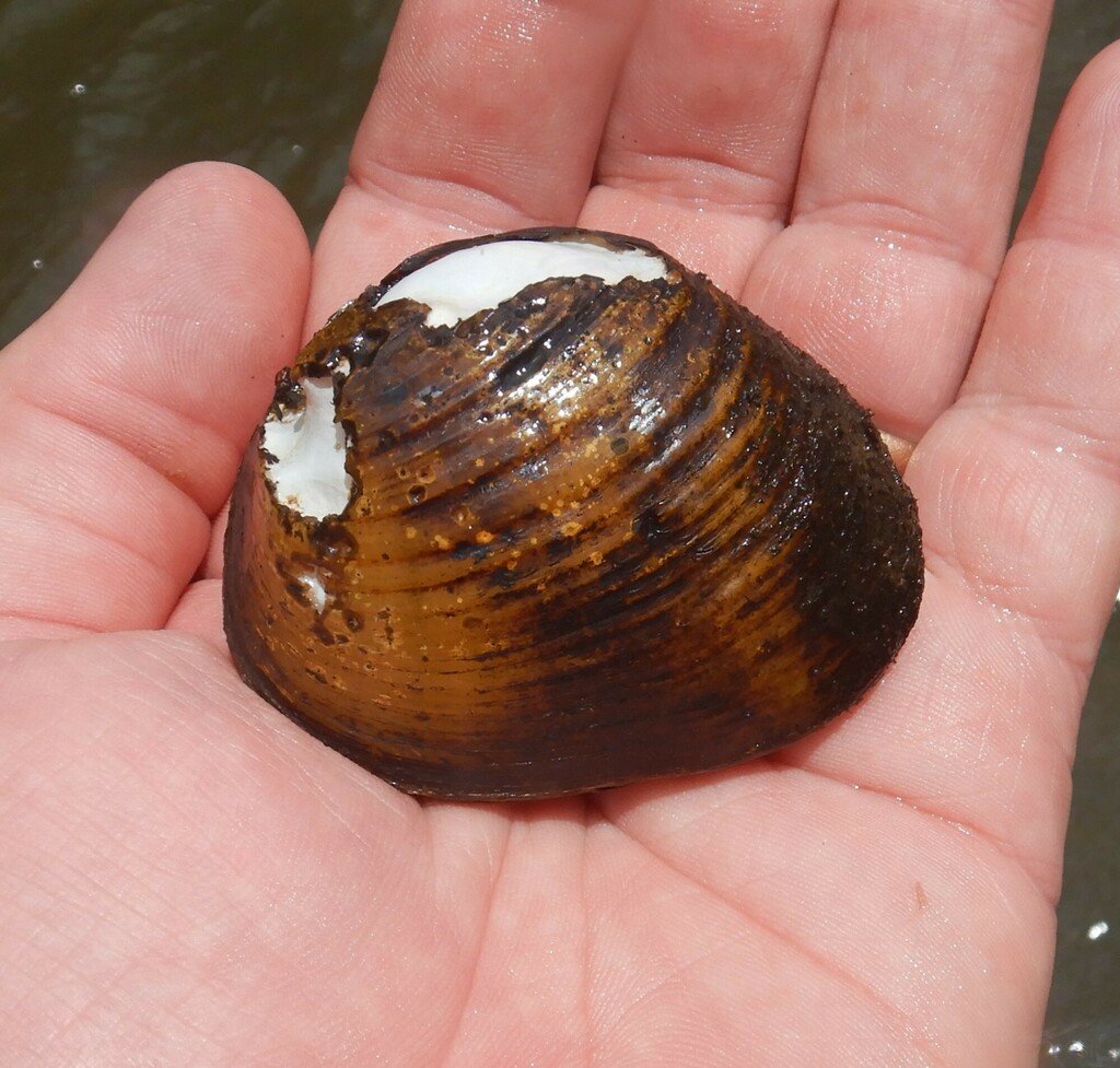 Butterfly Mussel from Bear Creek, downstream of Allsboro Rd., Colbert ...