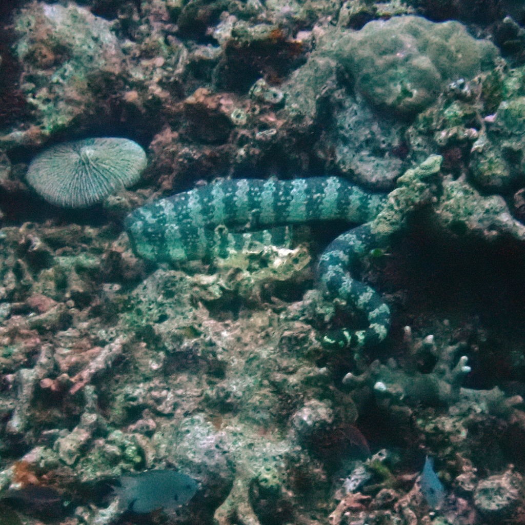 Ijima's Sea Snake from Afuso Elementary School on June 11, 2022 at 09: ...