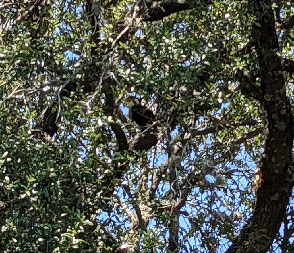 Crested Caracara from MacGregor, Houston, TX, USA on June 26, 2022 at ...