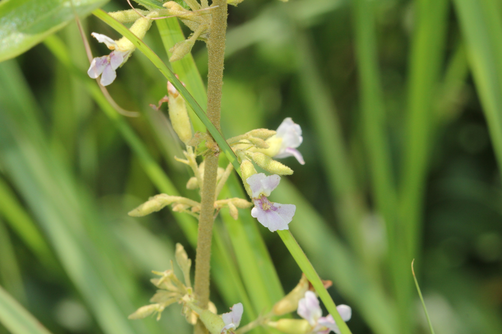 Helicteres angustifolia L.