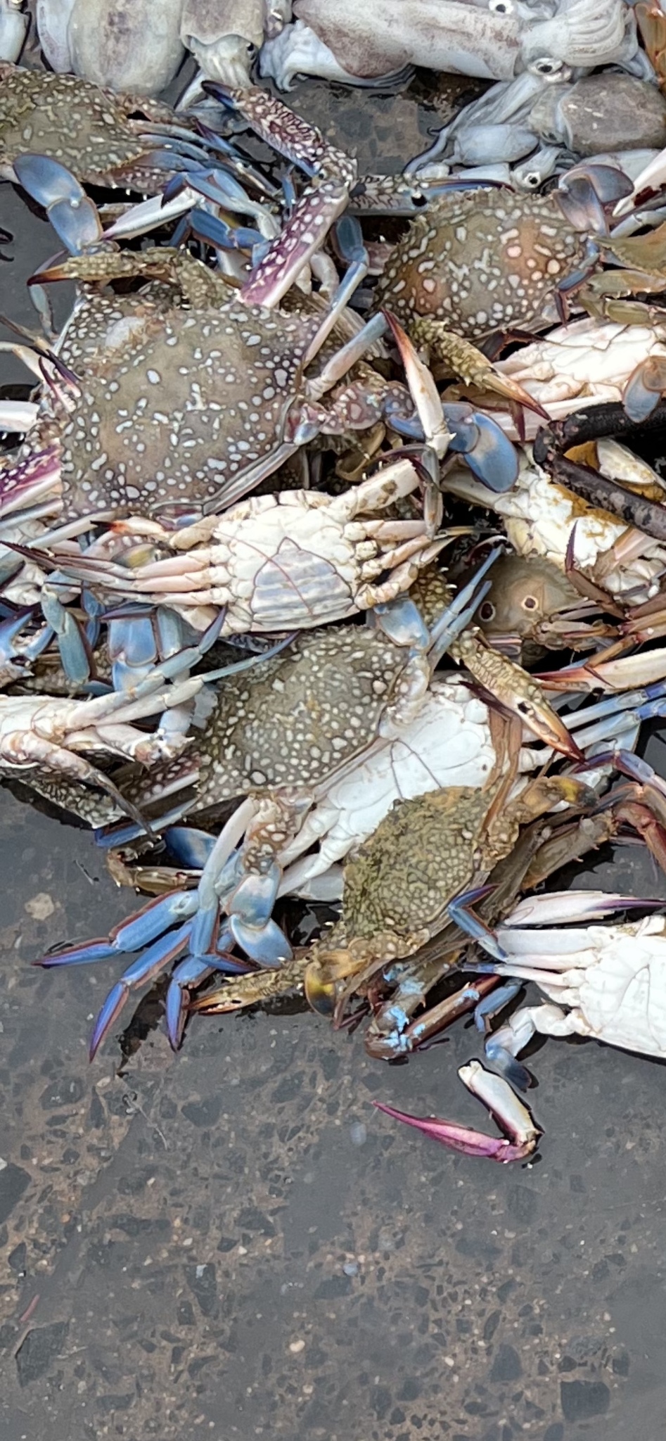 Portunus pelagicus (Linnaeus, 1758)