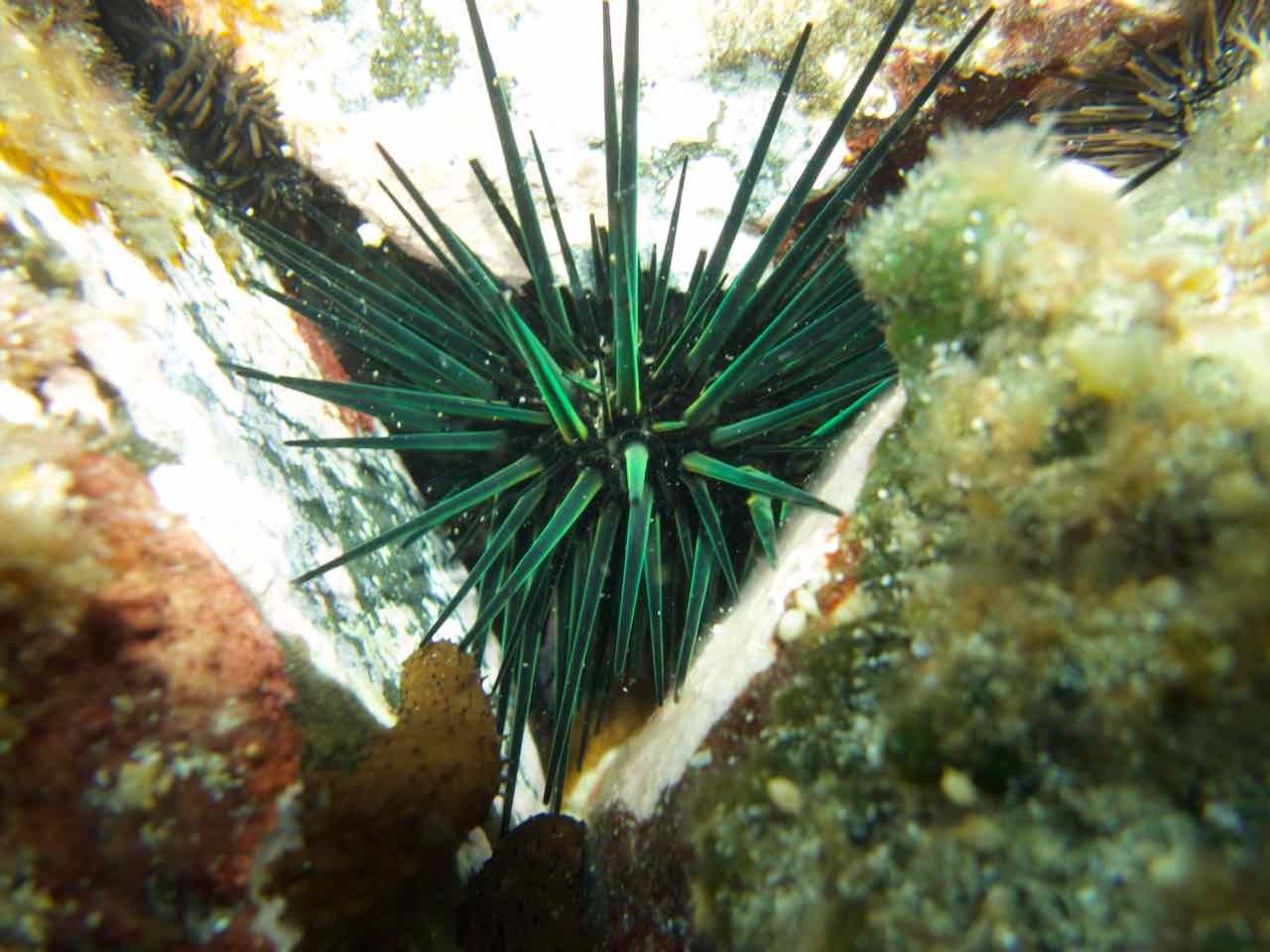 Stomopneustes variolaris (Lamarck, 1816)