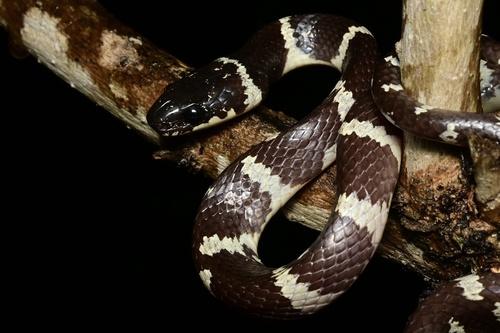 Banded Snail Sucker (Tropidodipsas fasciata) - Snakes and Lizards