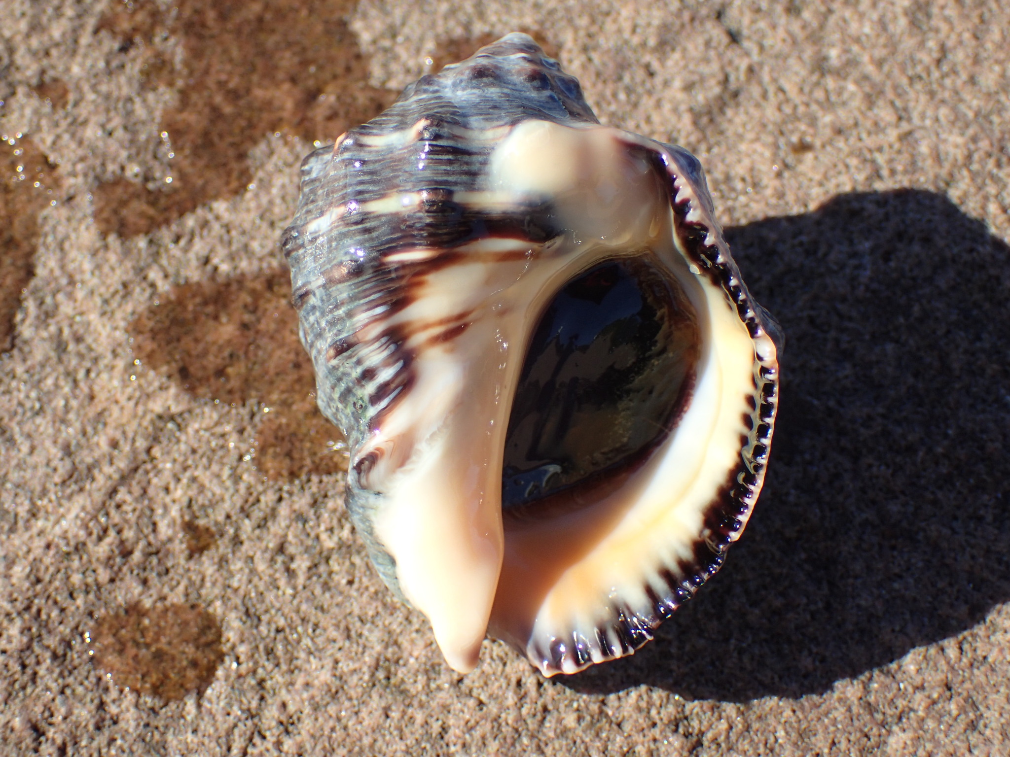 Purpura bufo Lamarck, 1822