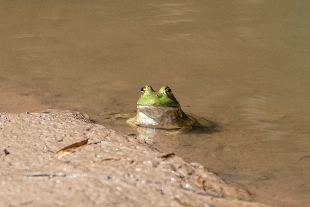 American Bullfrog from Montezuma County, CO, USA on September 24, 2021 ...
