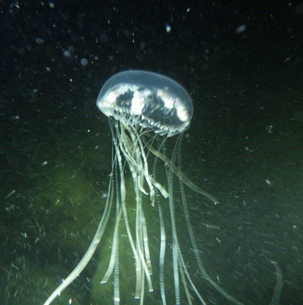 Olindias tenuis (Jellyfish, Hydrozoans, and Comb Jellies of the United ...