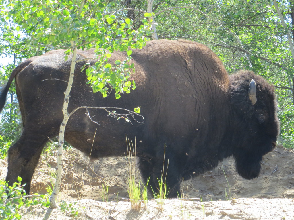 Wood Bison from Division No. 16, AB, Canada on June 19, 2018 at 01:23 ...