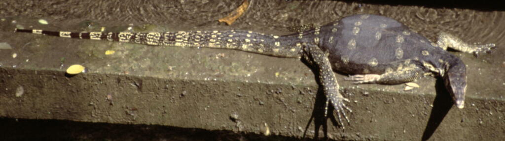 Two-striped Water Monitor from Dalung, Kuta Utara, Badung Regency, Bali ...