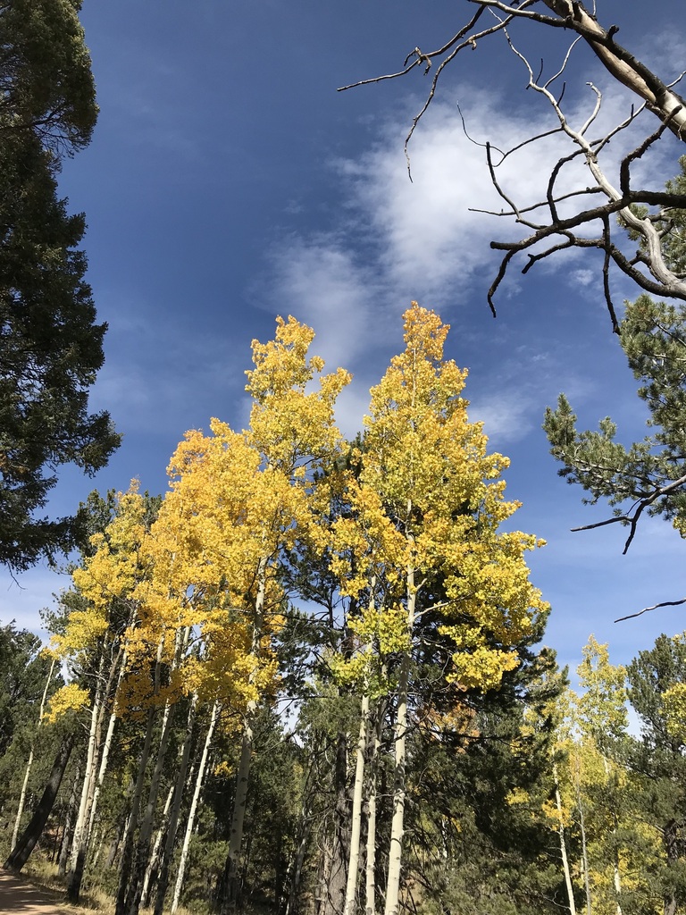 Weidemeyer's Admiral (Yosemite National Park Butterfly Guide 🦋 ...