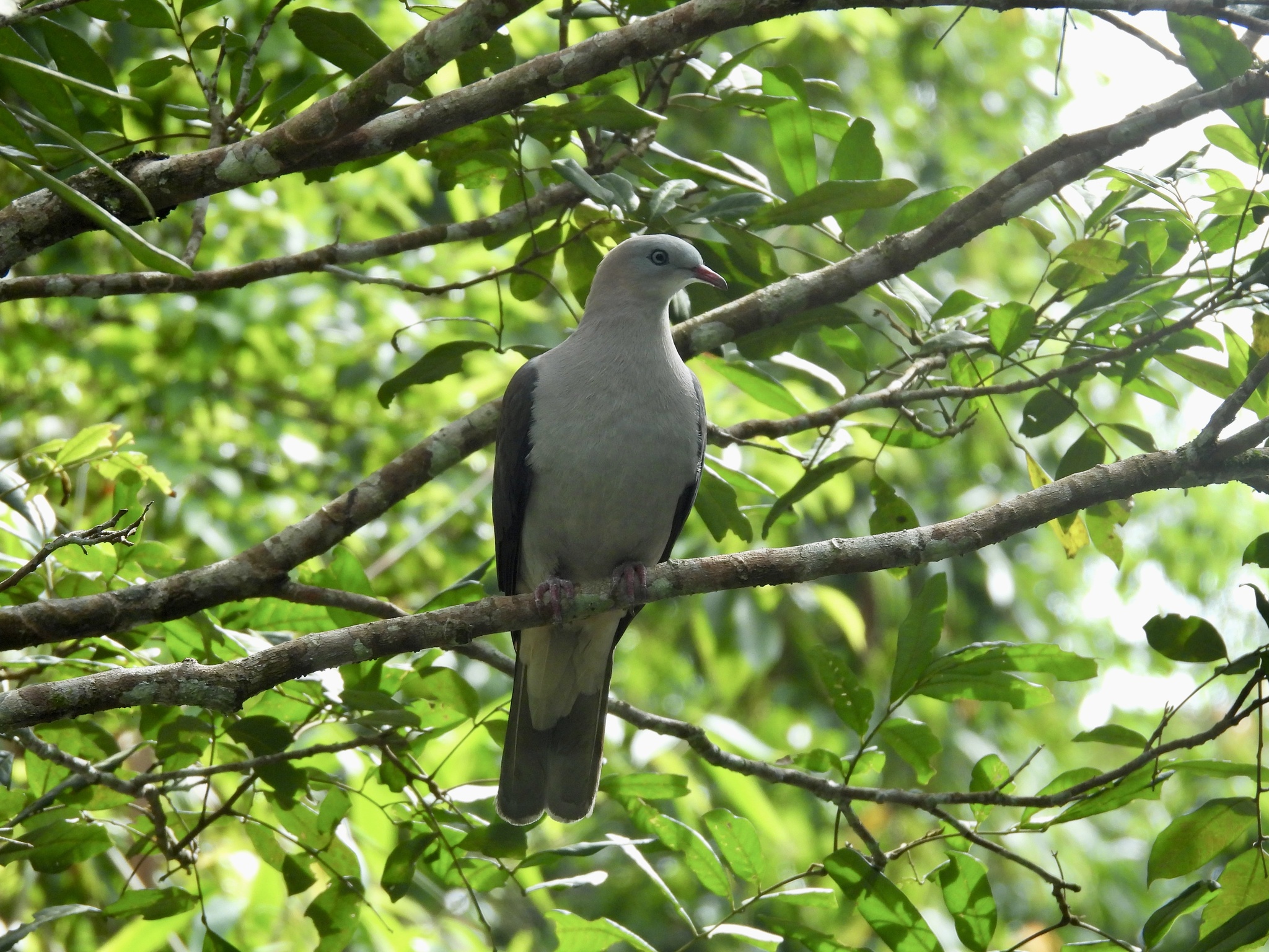 Ducula badia (Raffles, 1822)