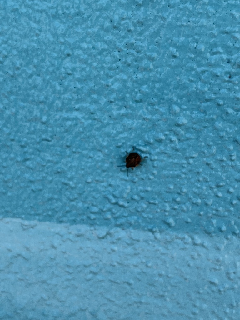 Dendrocoris from West Island, Matlacha, FL, US on June 27, 2022 at 01: ...