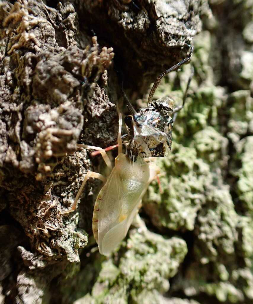 Forest Bug from Bezirk Pankow, Berlin, Deutschland on June 27, 2022 at ...