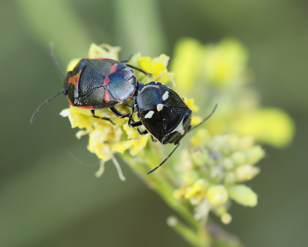 Cabbage Bug from Gonfreville-l'Orcher, France on June 21, 2022 at 07:21 ...