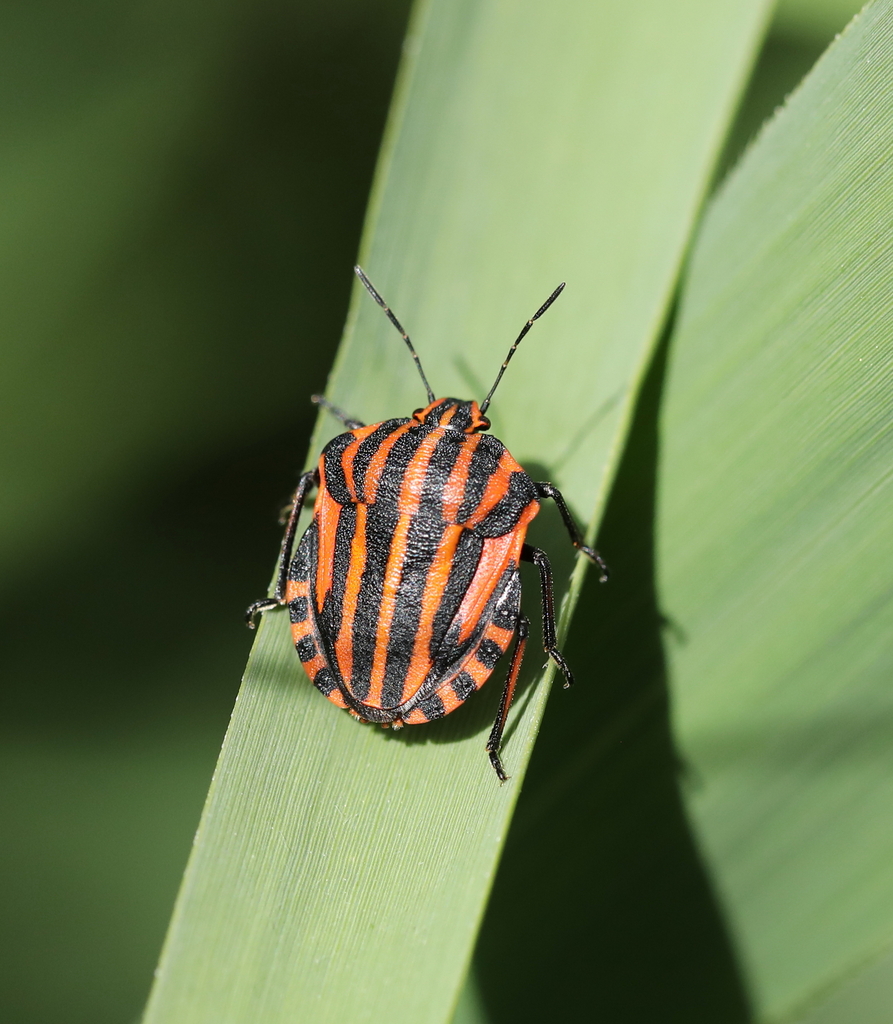 European Striped Shield Bug from Gonfreville-l'Orcher, France on June ...