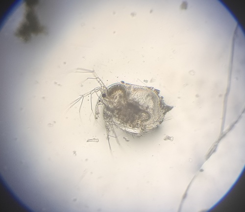 Macrothrix laticornis · iNaturalist