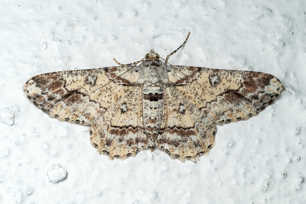 Cleora determinata from Fraser's Hill, Pahang, Malaysia on May 03, 2022 ...