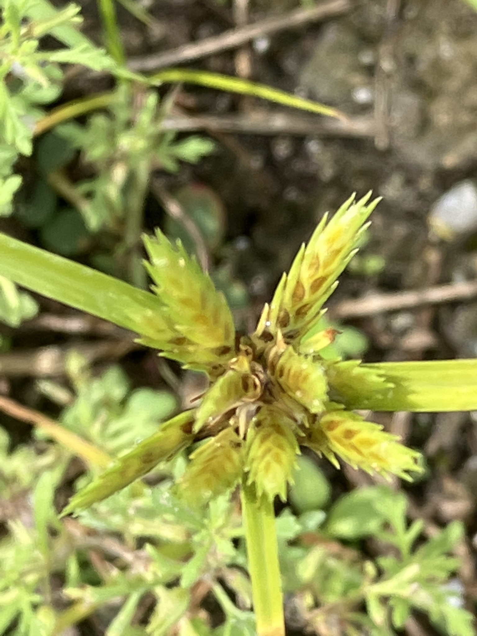 Cyperus compressus L.