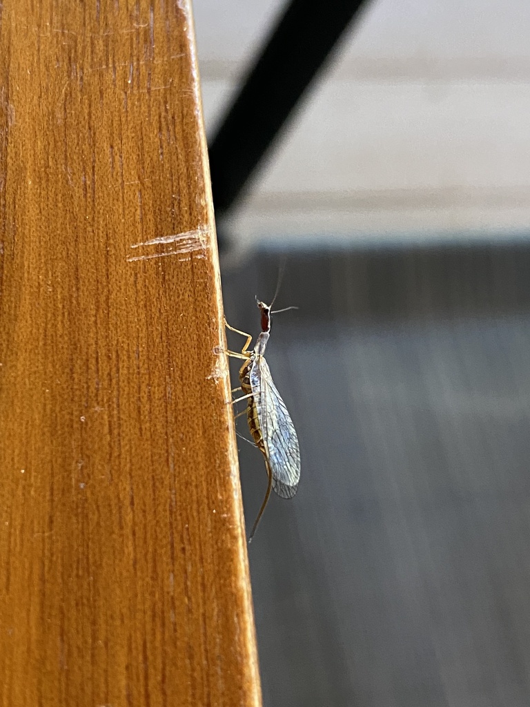 Common Snakeflies in June 2022 by Nathan Odgers · iNaturalist