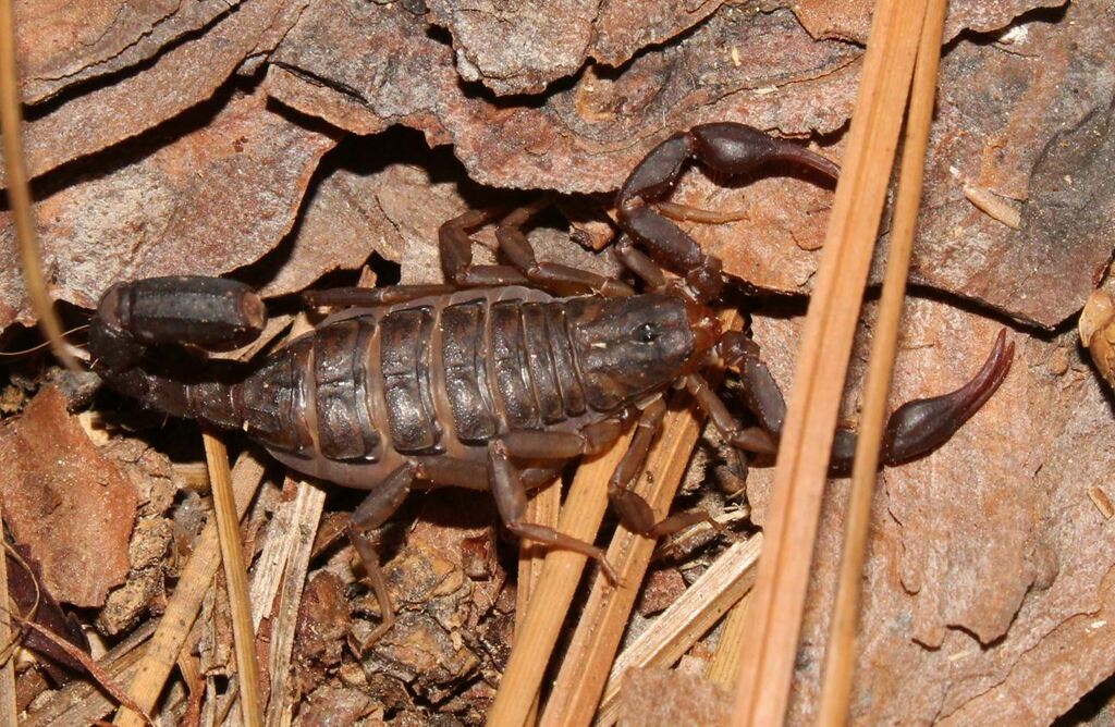Southern Devil Scorpion from Columbia, SC, USA on June 27, 2022 by ...