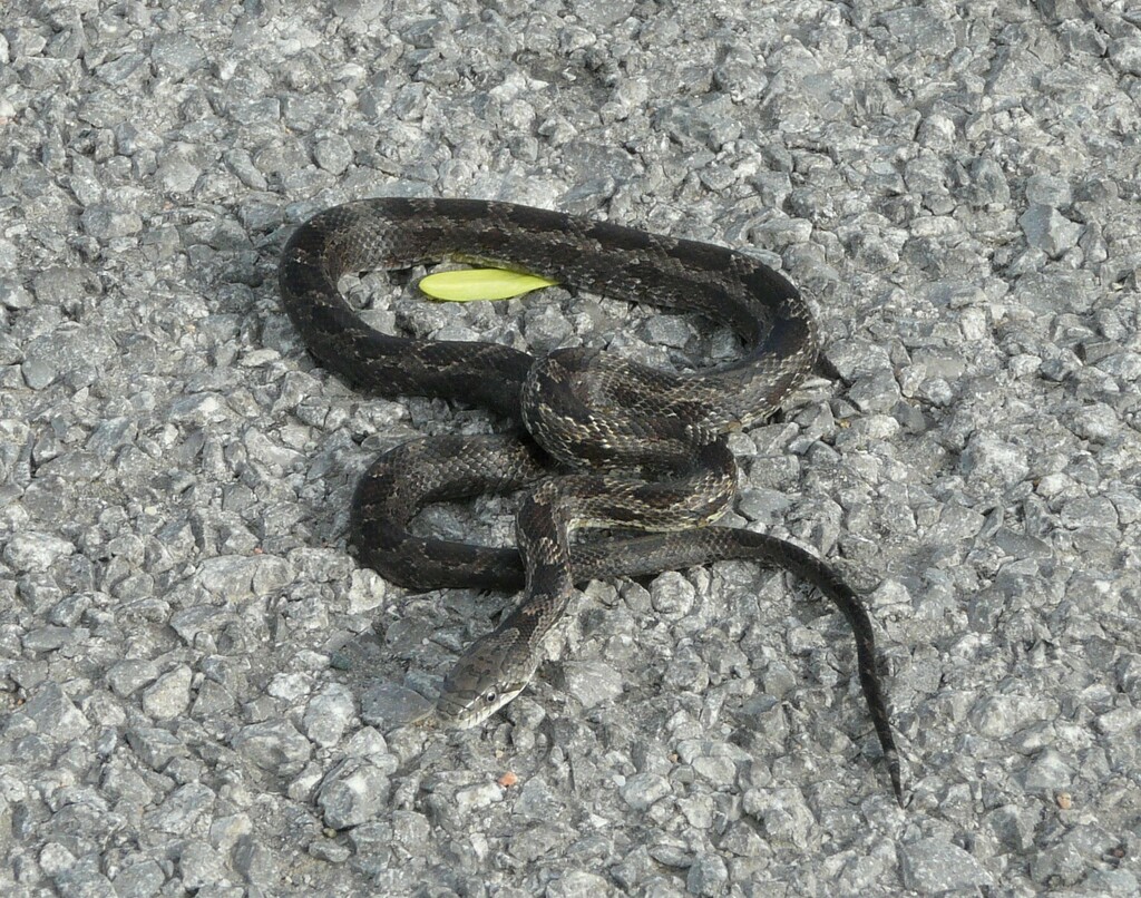 Gray Ratsnake in June 2022 by Bruce Ripley. Road rescue. First time ...