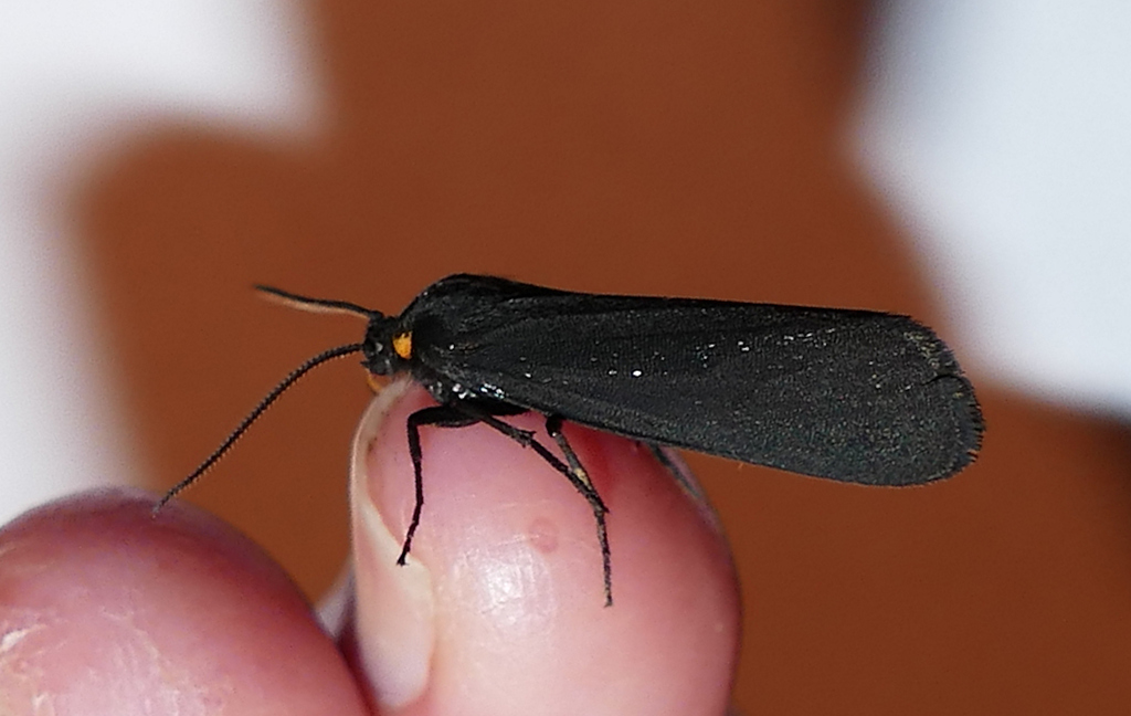 Inopsis funerea from Catron County, NM, USA on June 27, 2022 at 11:38 ...