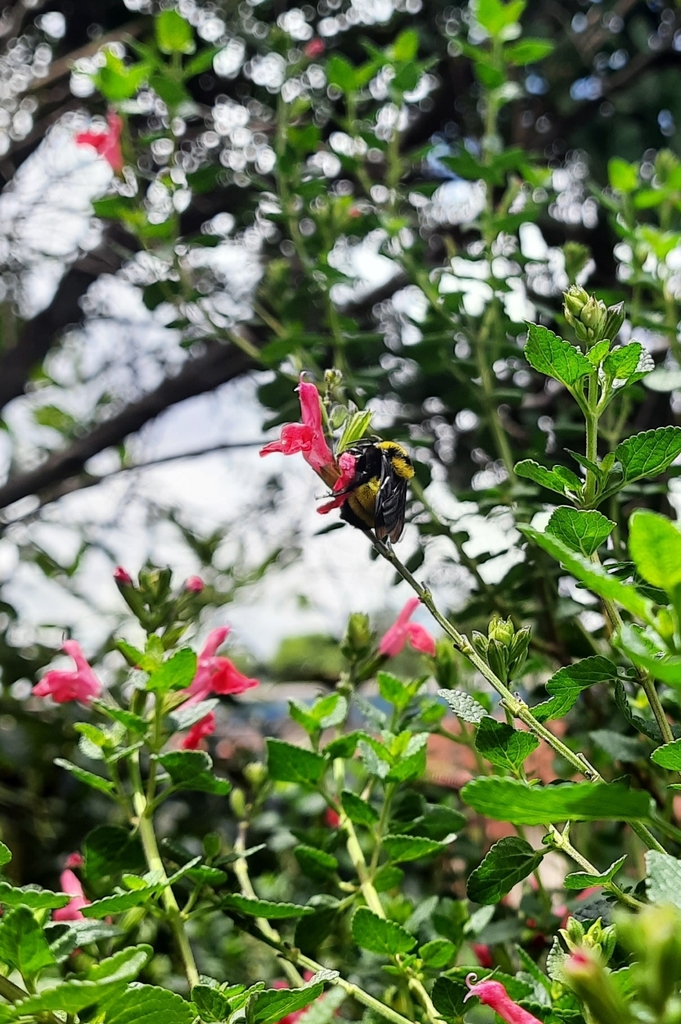 Sonoran Bumble Bee from Col del Gas, Ciudad de México, CDMX, México on ...